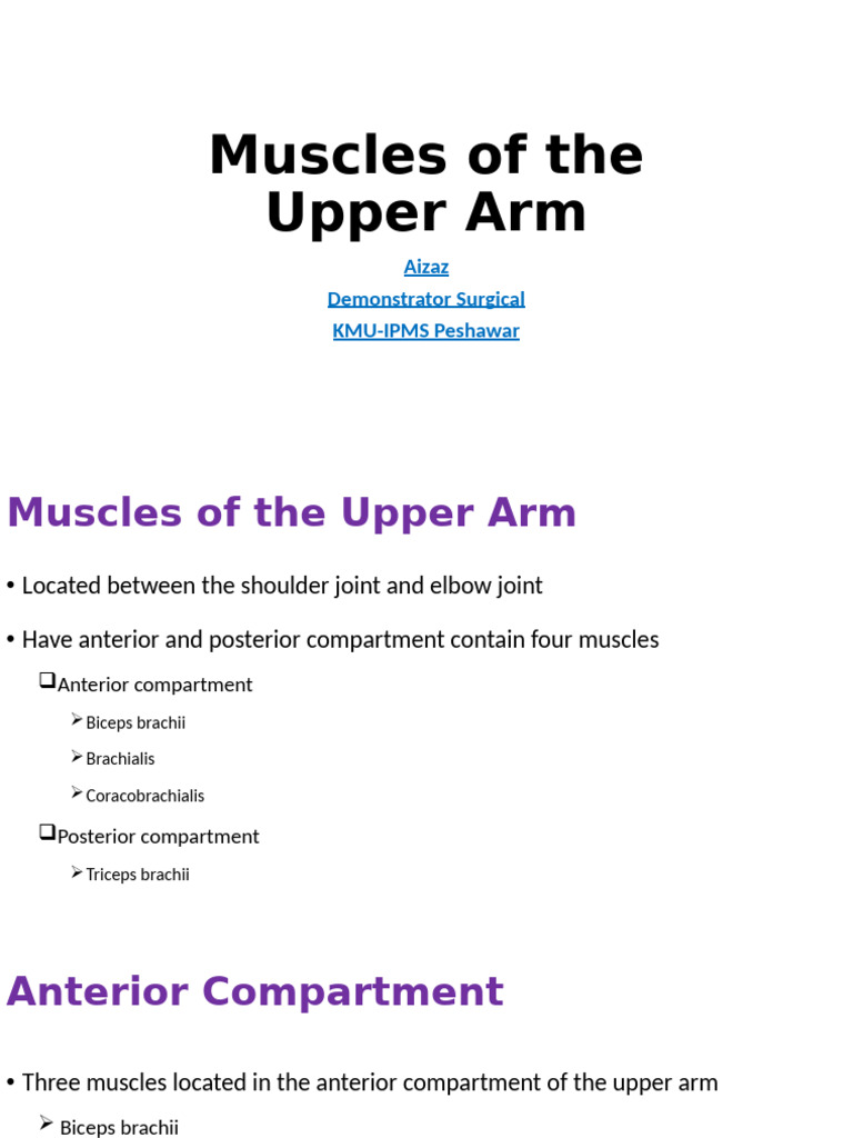 Upper Arm Muscle Anatomy Explained | PDF | Arm | Elbow