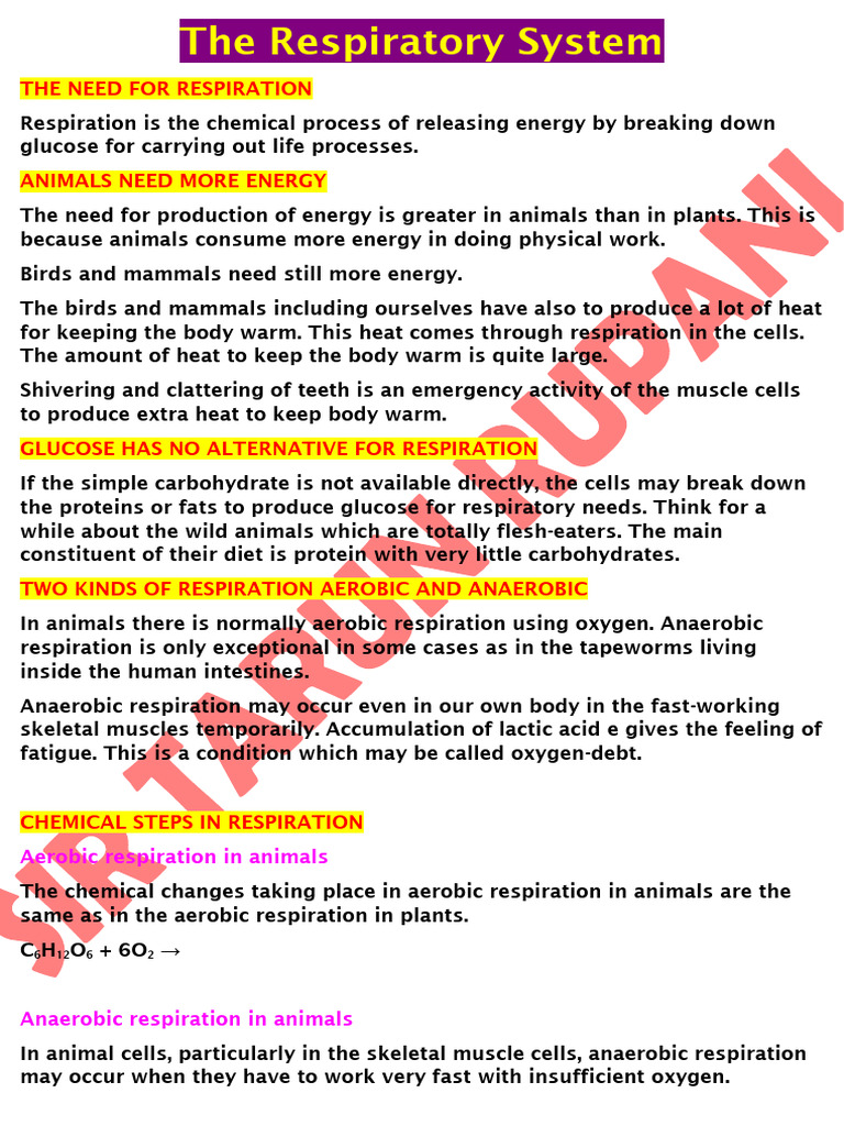 240815020846212782the Respiratory System | PDF | Lung | Breathing
