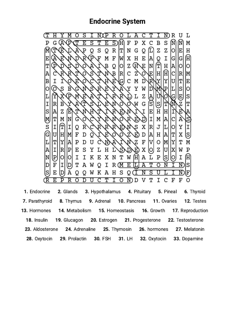Endocrine System - Word Search Labs | PDF | Endocrine System | Glands