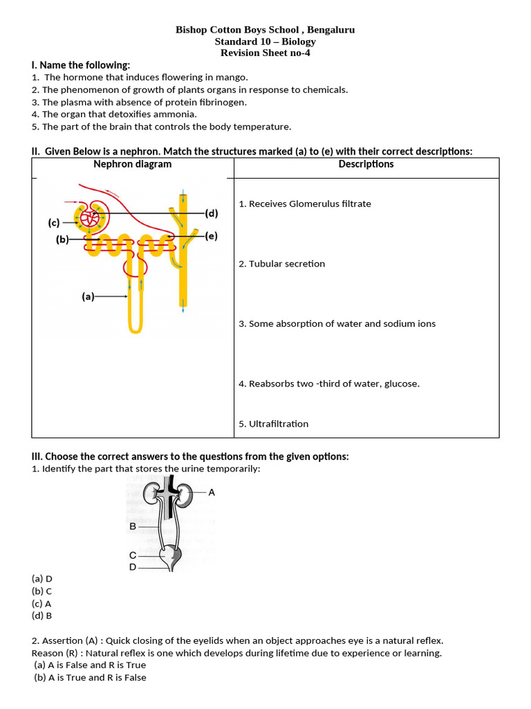 9b04268e-0f7e-4b29-b81d-d157732239ae_RevisionSheetNo-4-Std10-Biology | PDF | Endocrine System ...