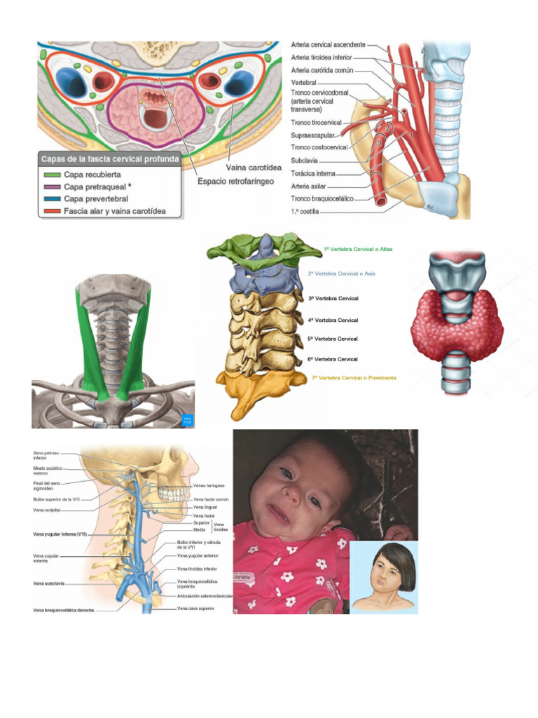 Imagenes Morfo | PDF