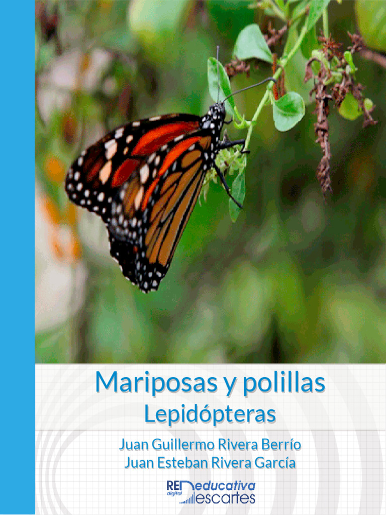 Mariposas y Polillas: Guía Interactiva | PDF | Mariposa | Hormiga