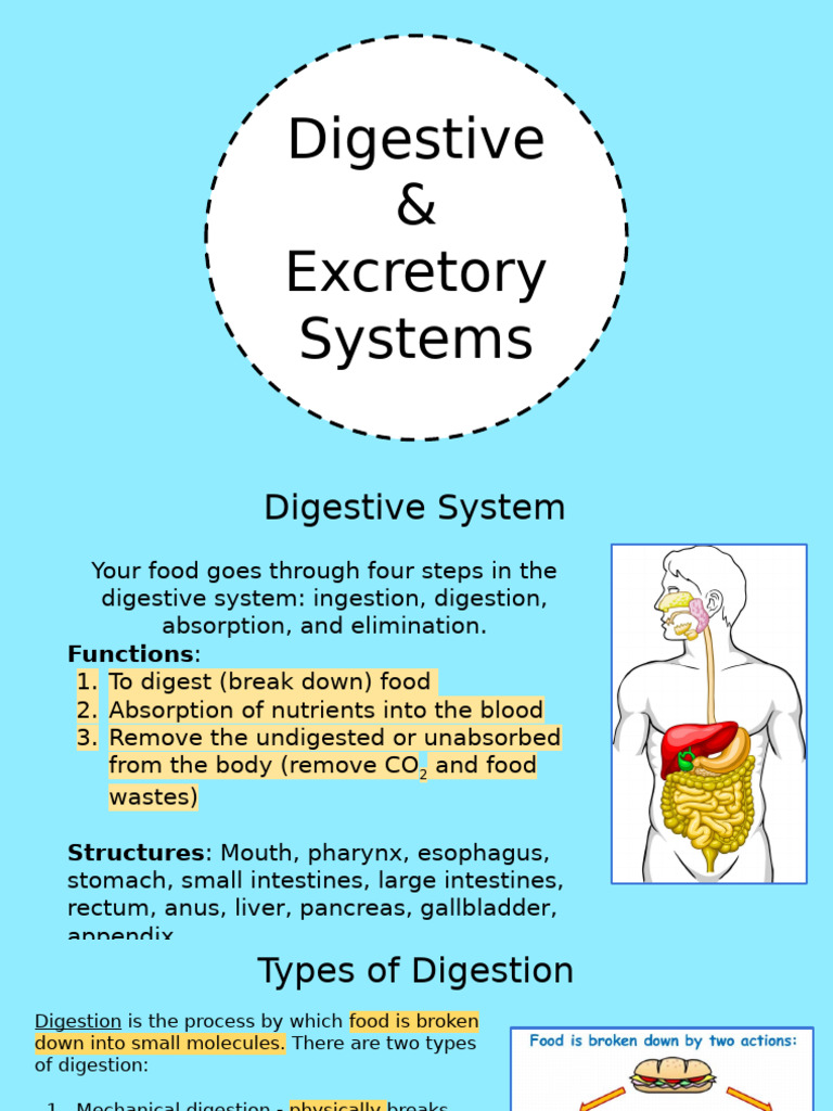 Digestive+ +Excretory+System | PDF | Digestion | Human Digestive System