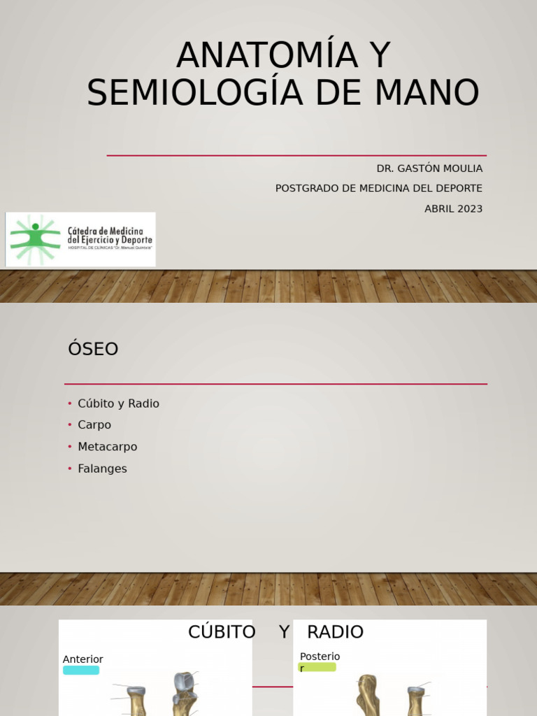 Anatomía de mano | PDF | Mano | Sistema musculoesquelético