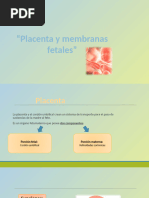 Evolución de la Decidua Capsular | PDF | Placenta | Feto