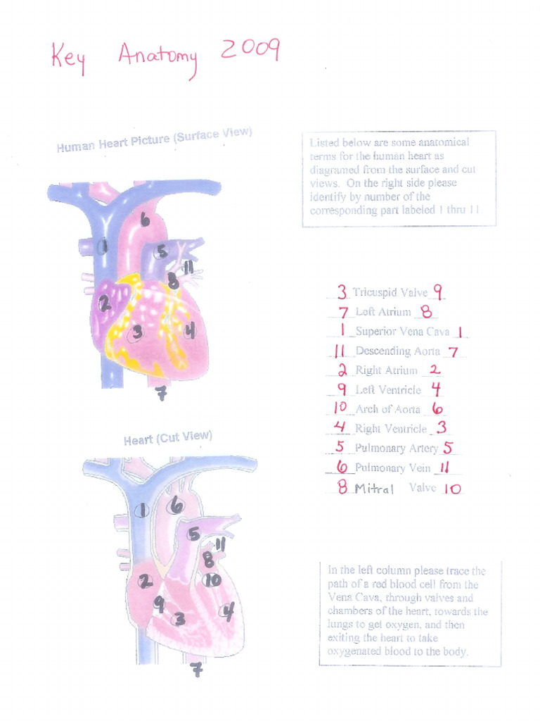 Division B Anatomy Key 2009 Part 1 | PDF