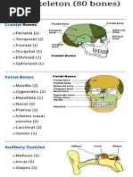 Human Skeleton: 206 Bones Overview | PDF | Anatomy | Musculoskeletal System