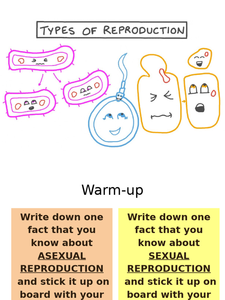 Asexual vs. Sexual Reproduction Explained | PDF | Meiosis | Mitosis