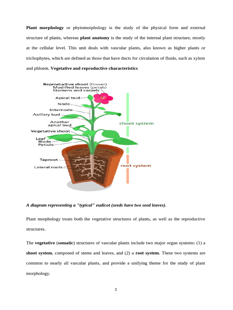 Plant Morphology Notes REVISED 2023 | PDF | Endoplasmic Reticulum ...