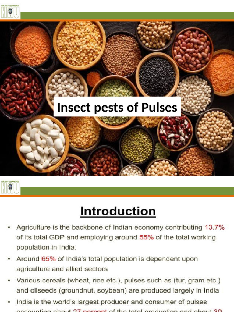 Insect Pests of Pulses | PDF | Biological Pest Control | Pest (Organism)