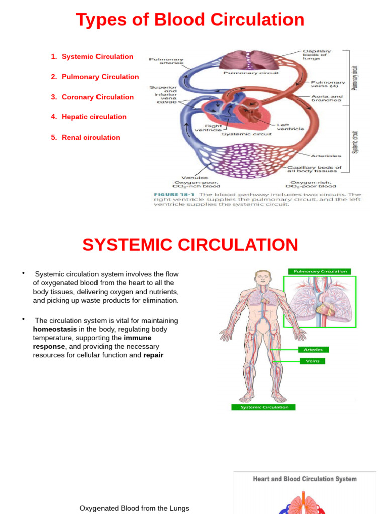 Understanding Blood Circulation | PDF | Circulatory System | Coronary Circulation