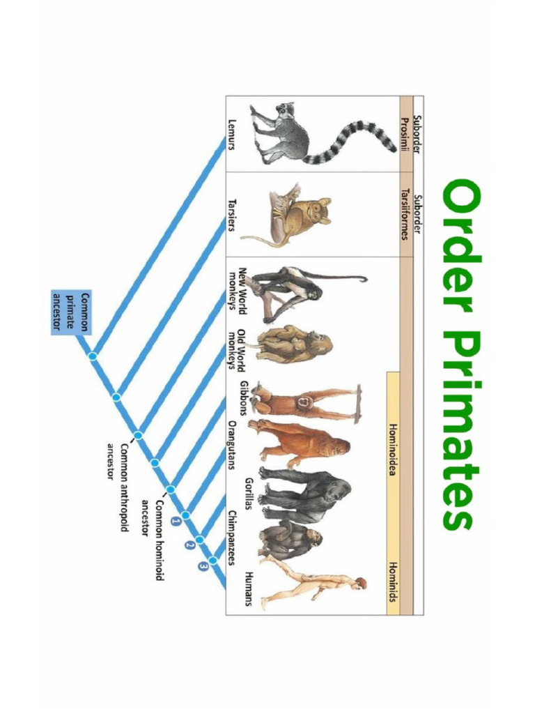 Order of Primates | PDF