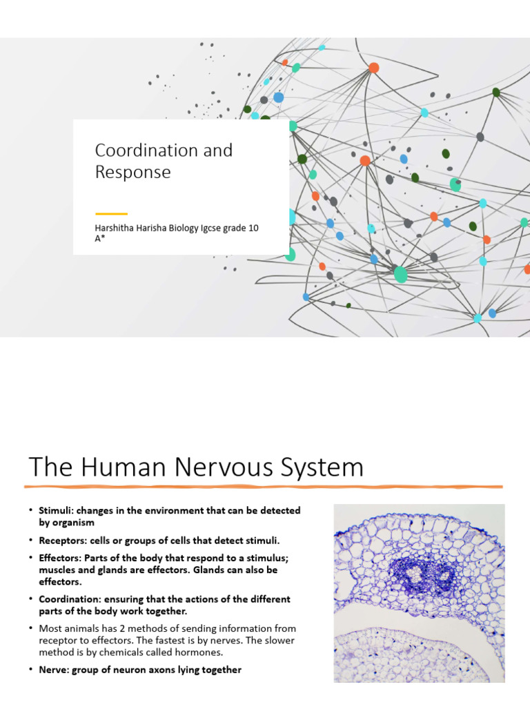 Coordination and Response | PDF | Neuron | Nervous System