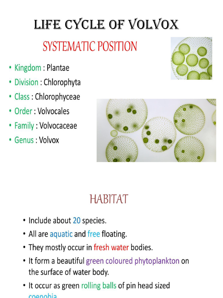 Life Cycle of Volvox 1 | PDF