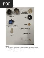 Sheep Eye Dissection Lab Guide | PDF | Eye | Facial Features