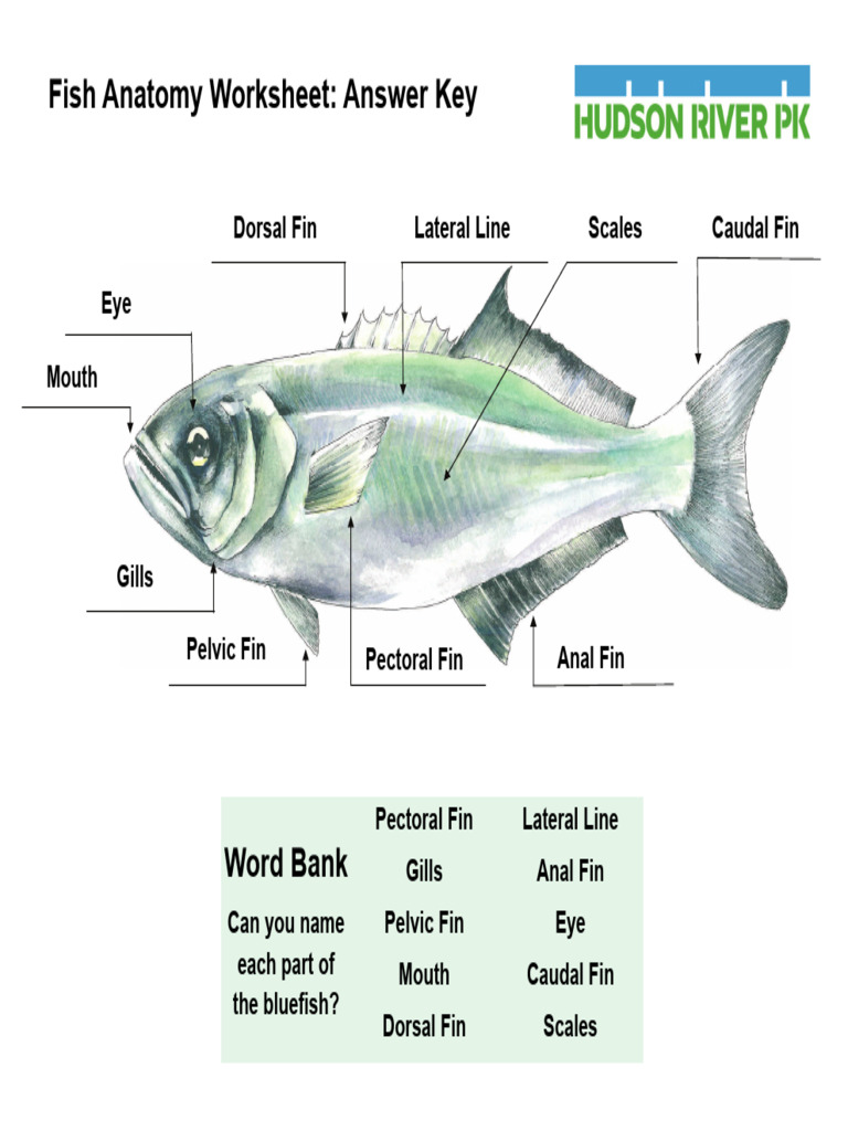 HRPK_Fish_Anatomy_Worksheet_Answer_Key | PDF
