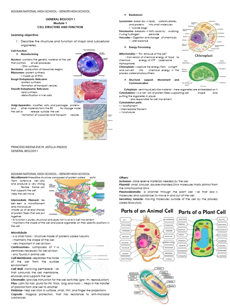 Cell Structure and Function Overview | PDF | Cell (Biology ...