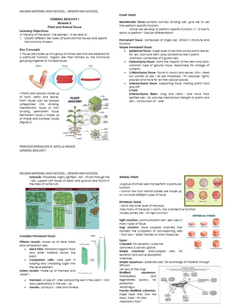 Plant and Animal Tissue Overview | PDF | Tissue (Biology) | Epithelium