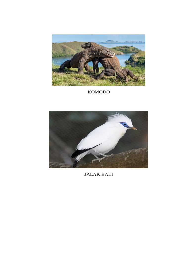 flora fauna | PDF