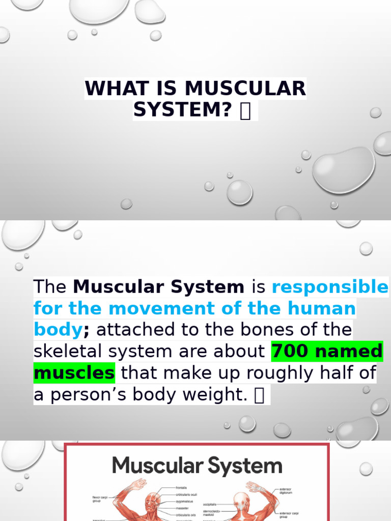 What is muscular system LESSON 2 FINISHED | PDF | Anatomical Terms Of ...