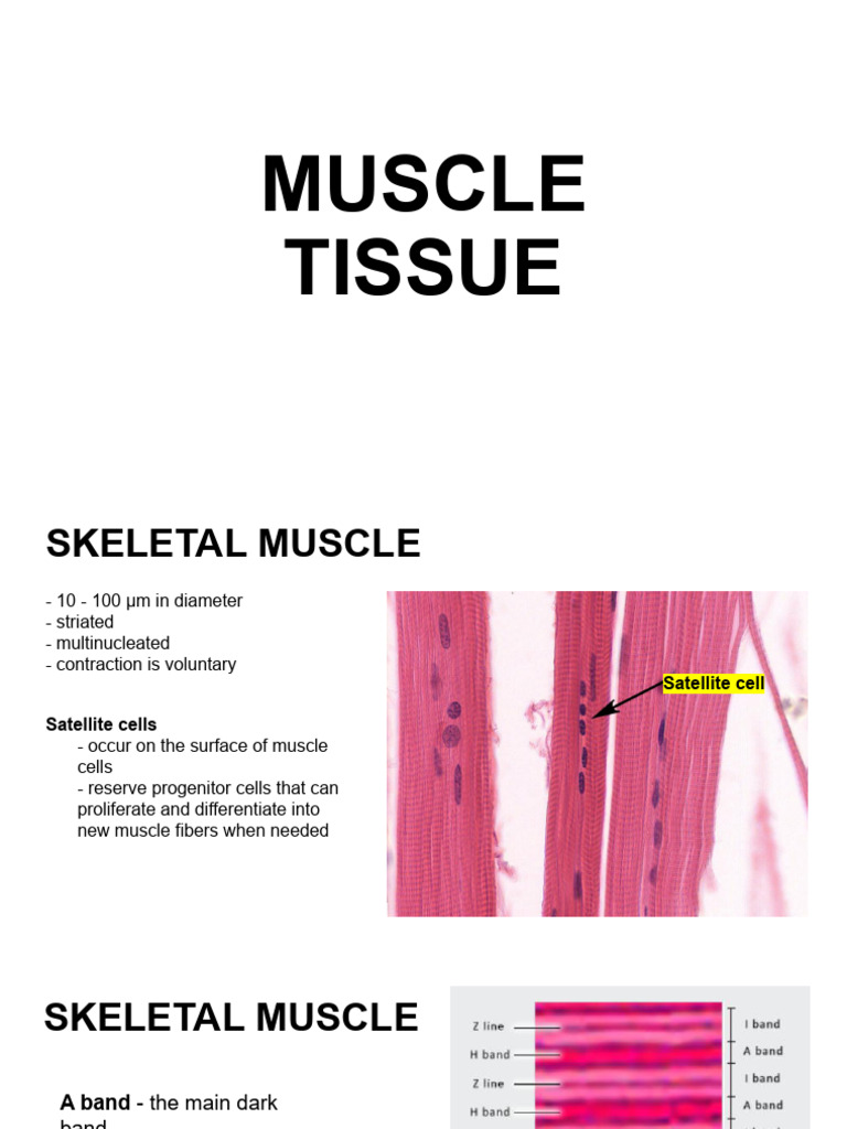 Histo Lab Muscle Tissue | PDF