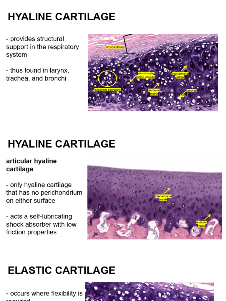 Hyaline Cartilage | PDF