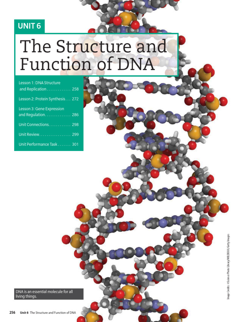 Bio Pse U6 | PDF | Dna Replication | Primer (Molecular Biology)