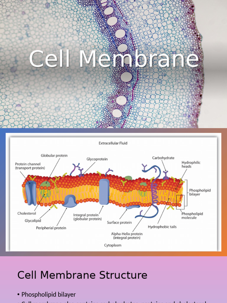 The Cell Membrane | PDF