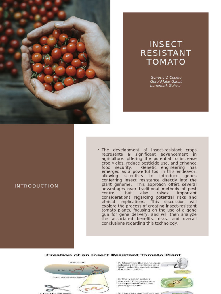 Insect Resistant Tomato | PDF | Genetic Engineering | Pesticide