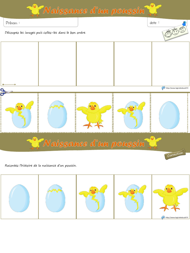 Naissance d'un poussin : activité éducative | PDF