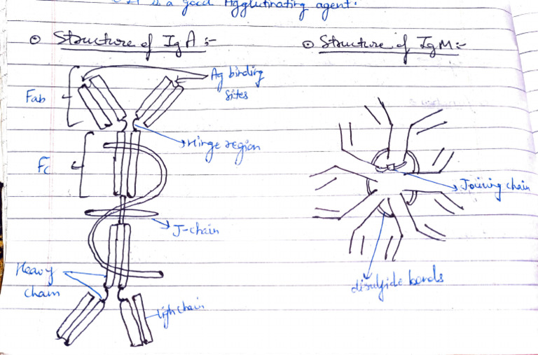J Chain Structure And Applications Pdf
