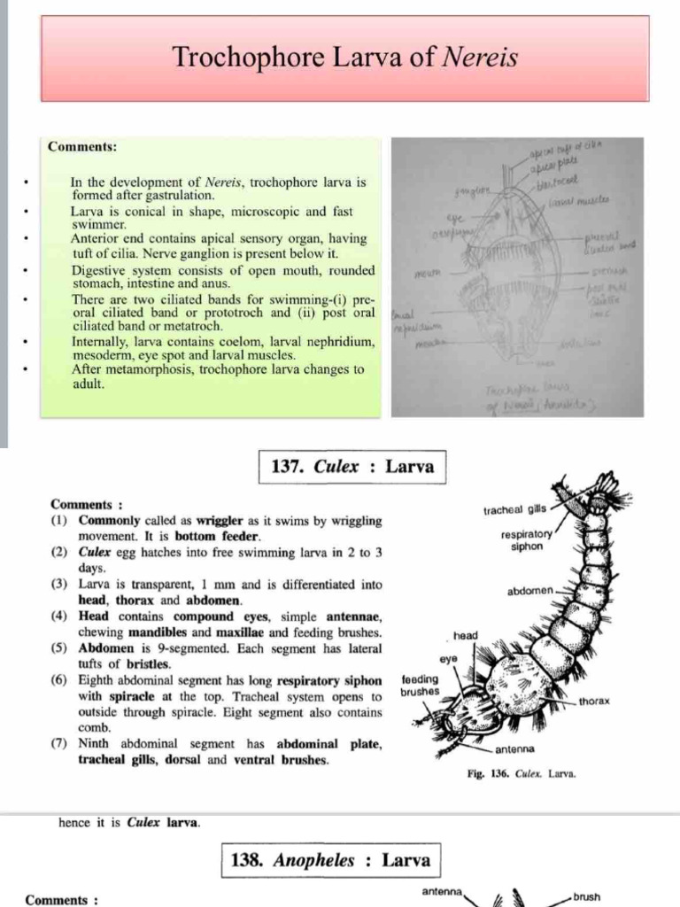 Larval Forms | PDF