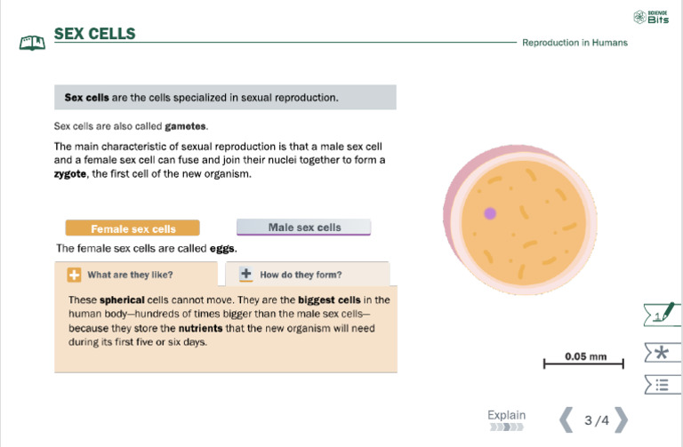 Understanding Human Sex Cells | PDF