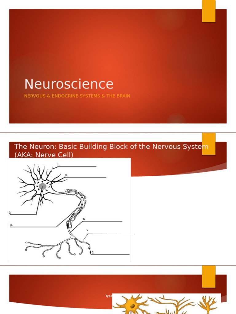 Neuroscience (Intro To Psych) | PDF | Nervous System | Motor Neuron