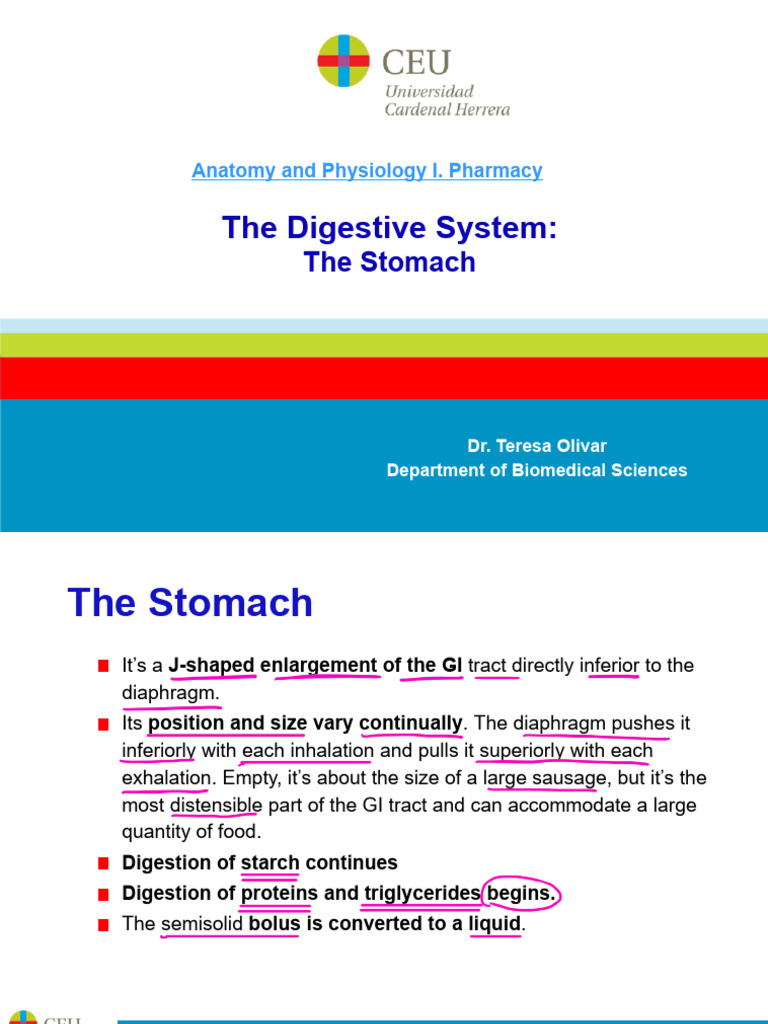 1 - 2 The Digestive System. The Stomach. | PDF | Stomach | Digestion