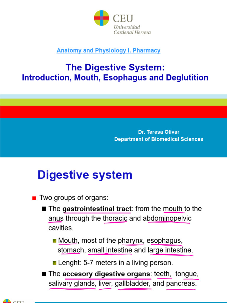 1 - 1 The Digestive System. Introduction, Mouth, Esophagus and Deglutition2019 | PDF ...