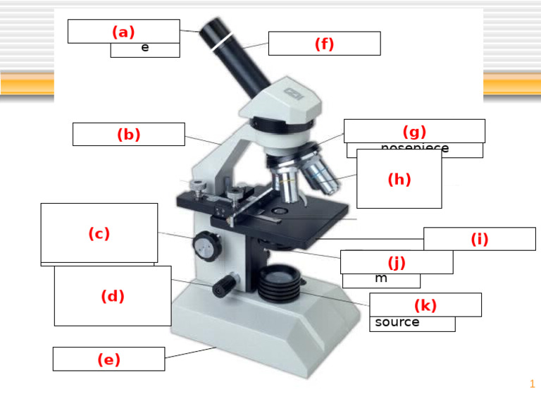 Y1 Biology (2024) - Microscope_label the Parts | PDF