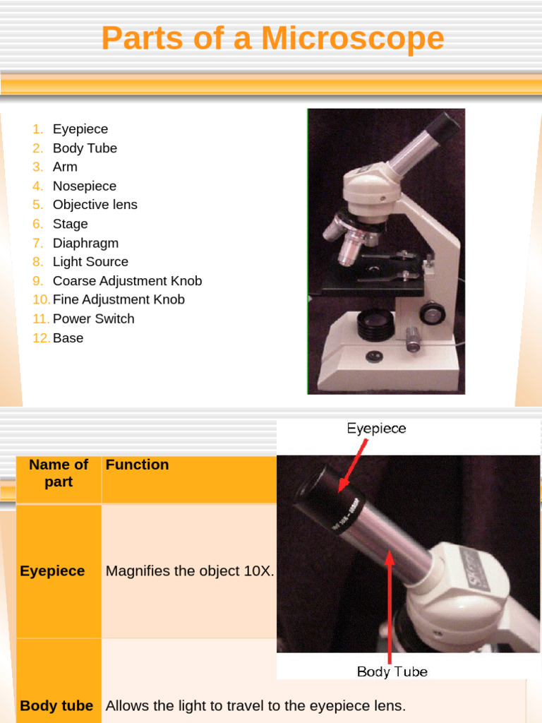 Y1 Biology (2024) - Parts of Microscope and its functions | PDF