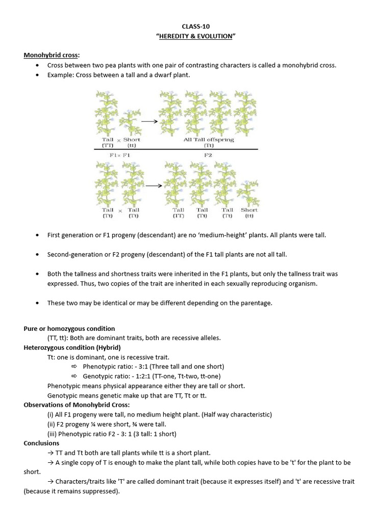 Class 10 - Science - Heredity and Evolution | PDF | Dominance (Genetics ...
