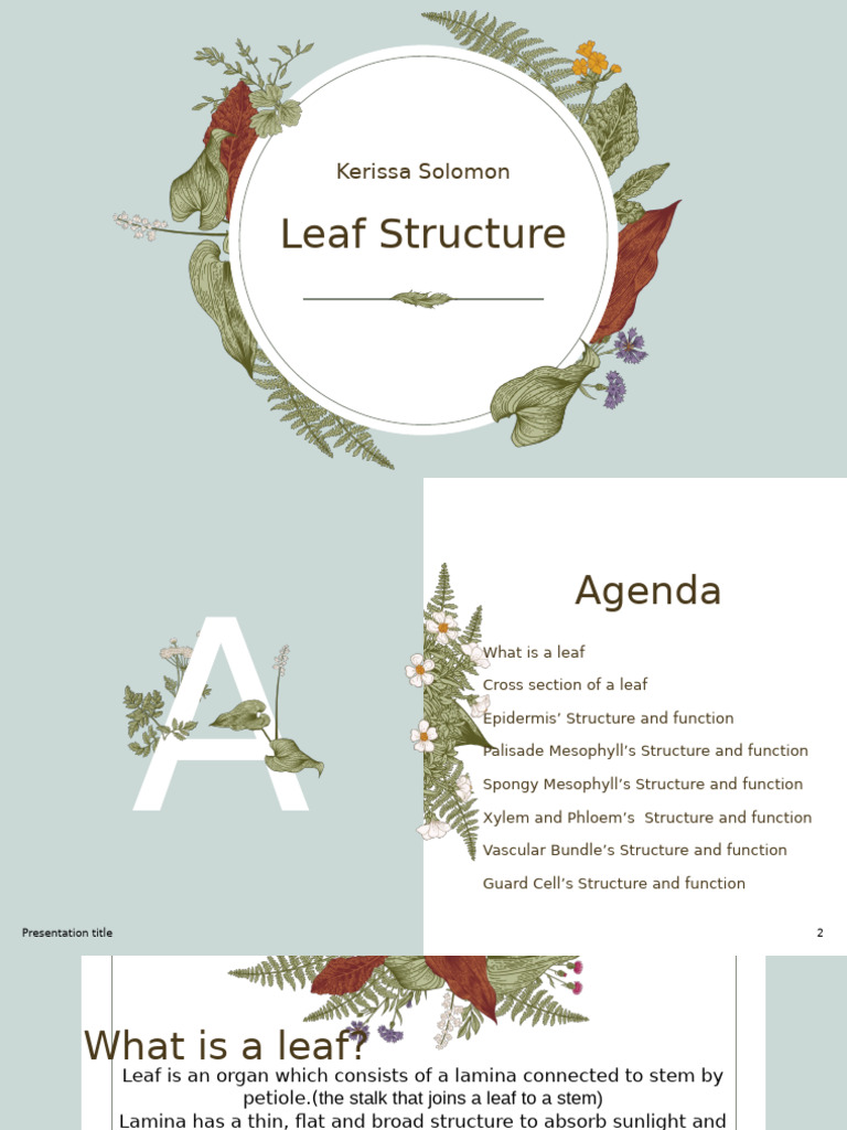 Lesson 3 - Leaf Structure | PDF | Leaf | Stoma