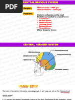 Brain Parts Labeling Worksheets | PDF | Brain | Human Brain