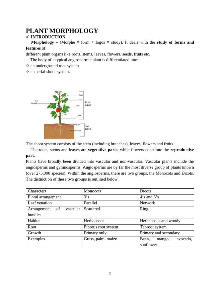 Plant Morphology Lecture Notes | PDF | Seed | Leaf