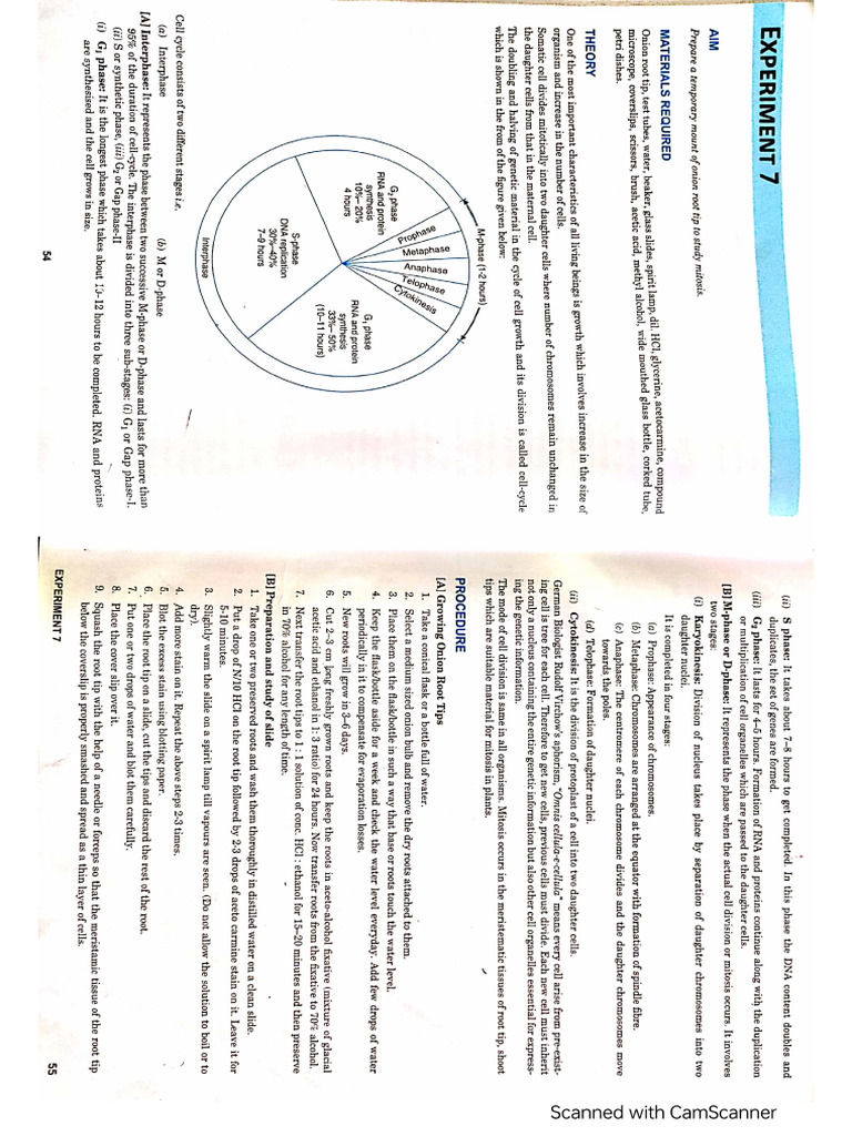 Mitosis Onion Root Tip Experiment | PDF