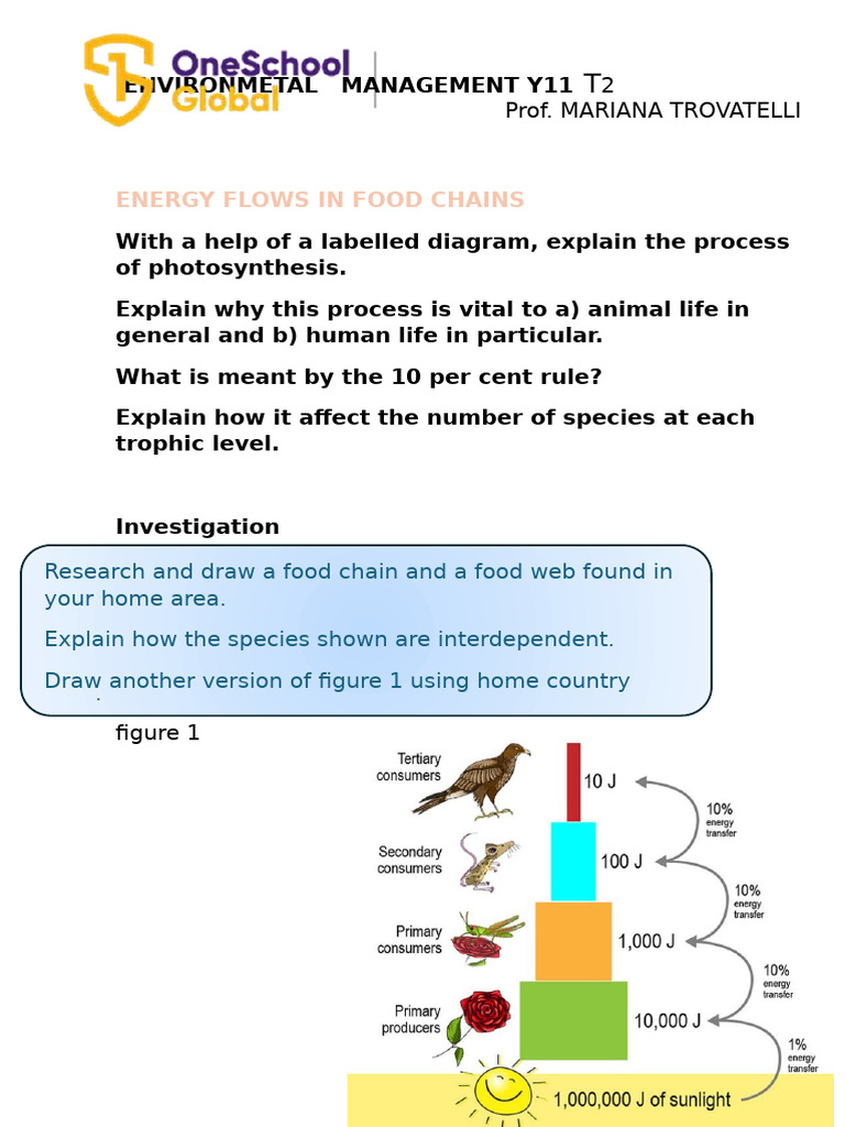 Energy Flows in Food Chains Explained | PDF