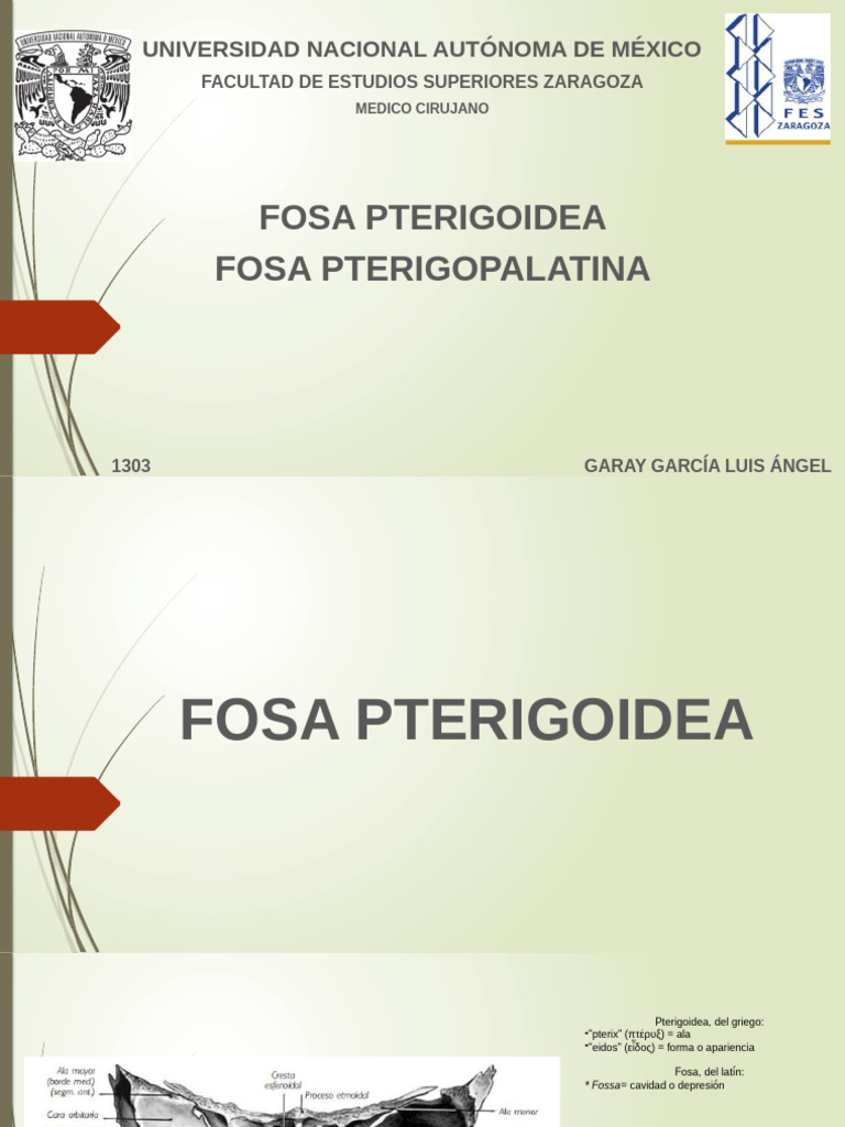 Fosa Pterigoidea y Pterigopalatina | PDF | Sistema esquelético ...
