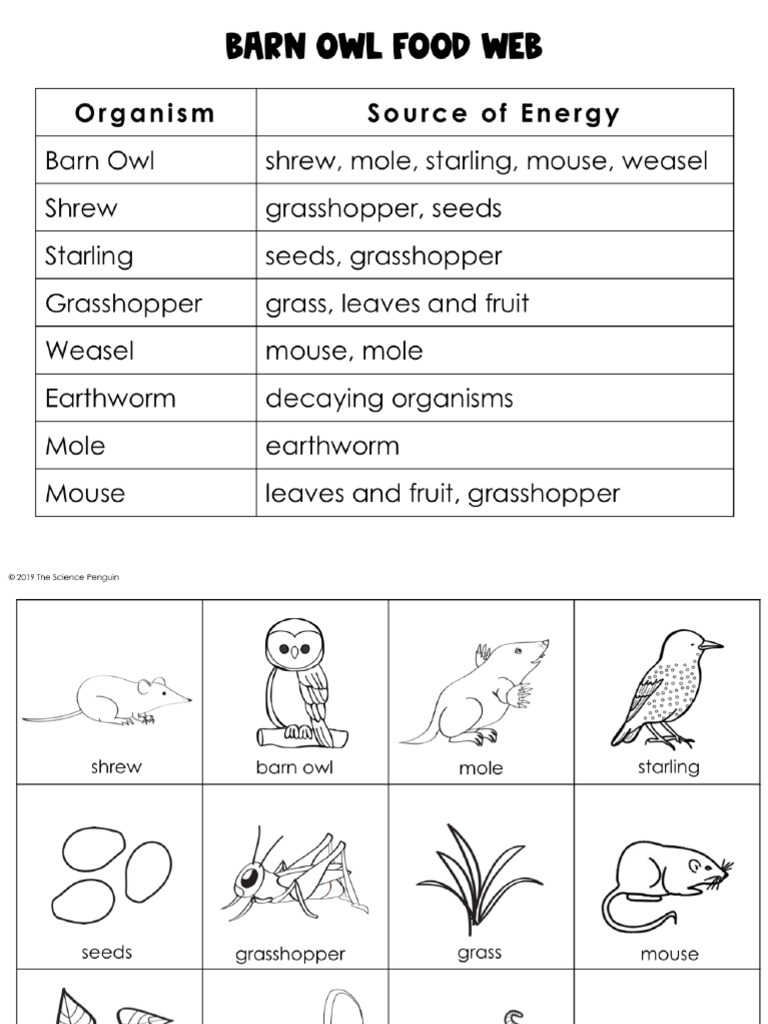 Owl Food Web | PDF