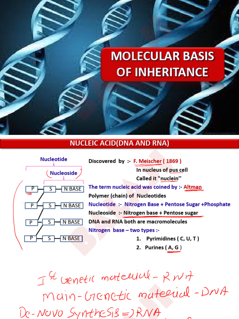 Molecular Basis of Inhertence | PDF | Genetic Code | Nucleotides