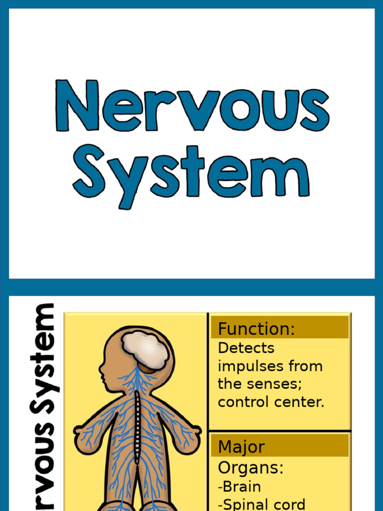 Editable Nervous System PPT | PDF | Neuron | Myelin