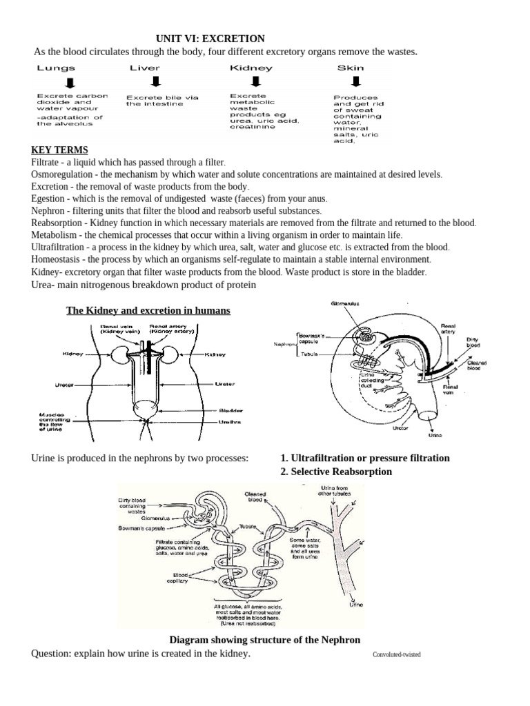 Handout - Human Excretory System | PDF | Kidney | Excretion