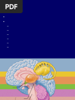 Brain Parts & Mnemonics Guide | PDF | Cerebral Hemisphere | Cerebral Cortex